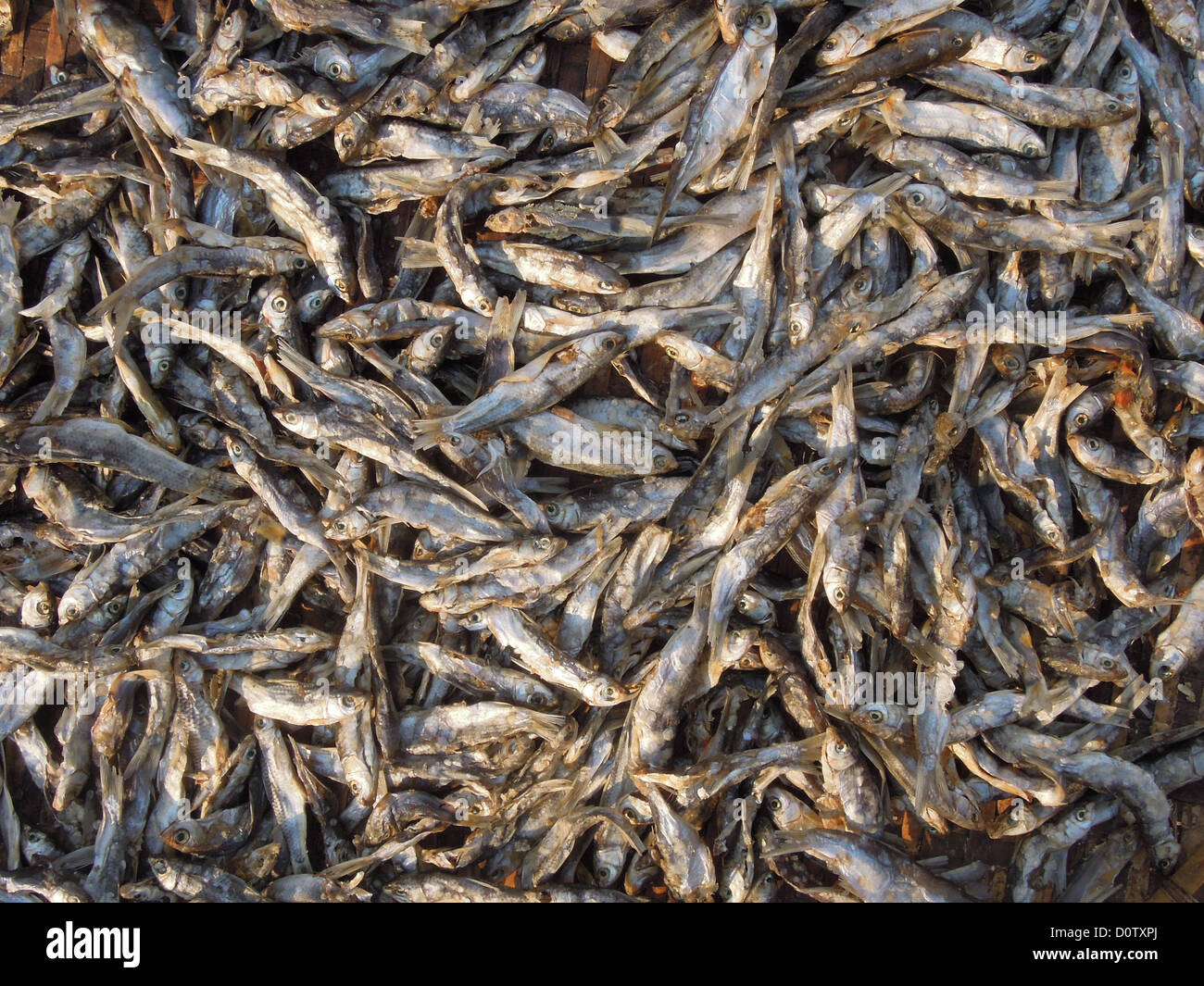 Laos, Asia, Don Khon, Mekong, fish, burn incense, preserve, dry Stock ...