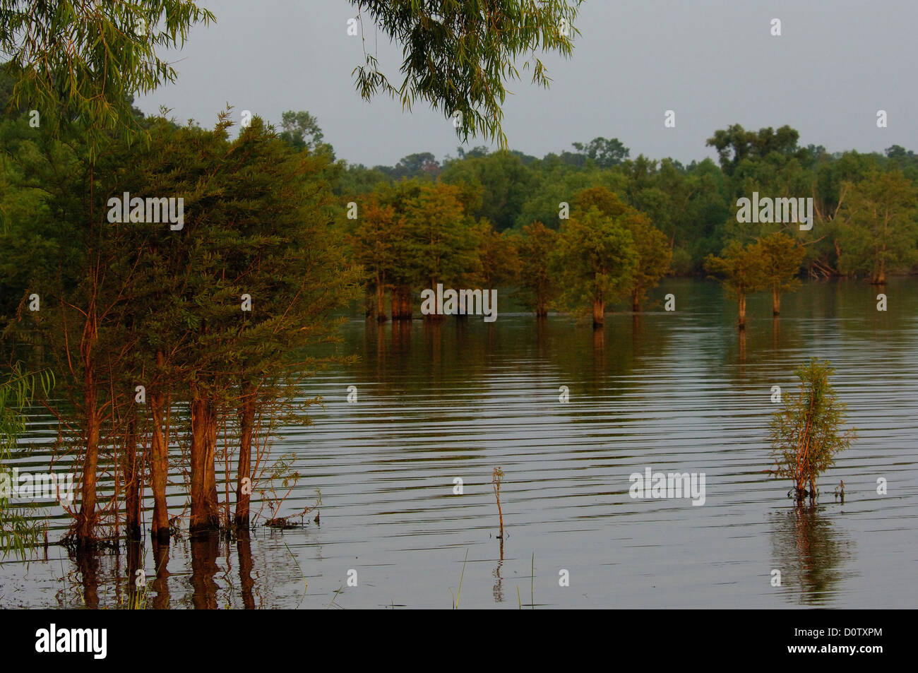 Flooded cypress trees on Lake Sam Rayburn Texas Stock Photo - Alamy