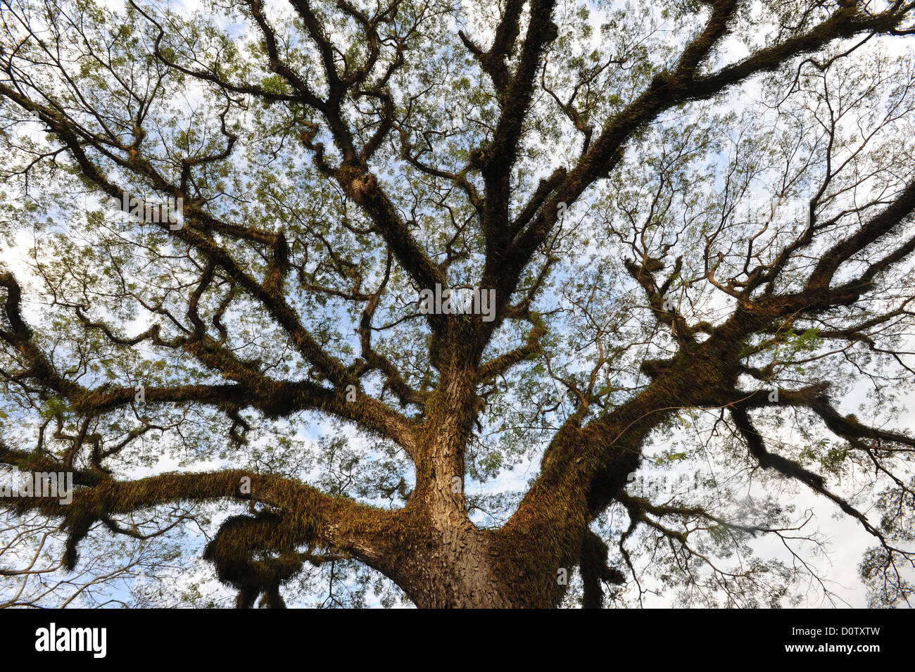 Laos, Asia, Prabang, Unesco, world heritage, tree, moss, nature Stock ...