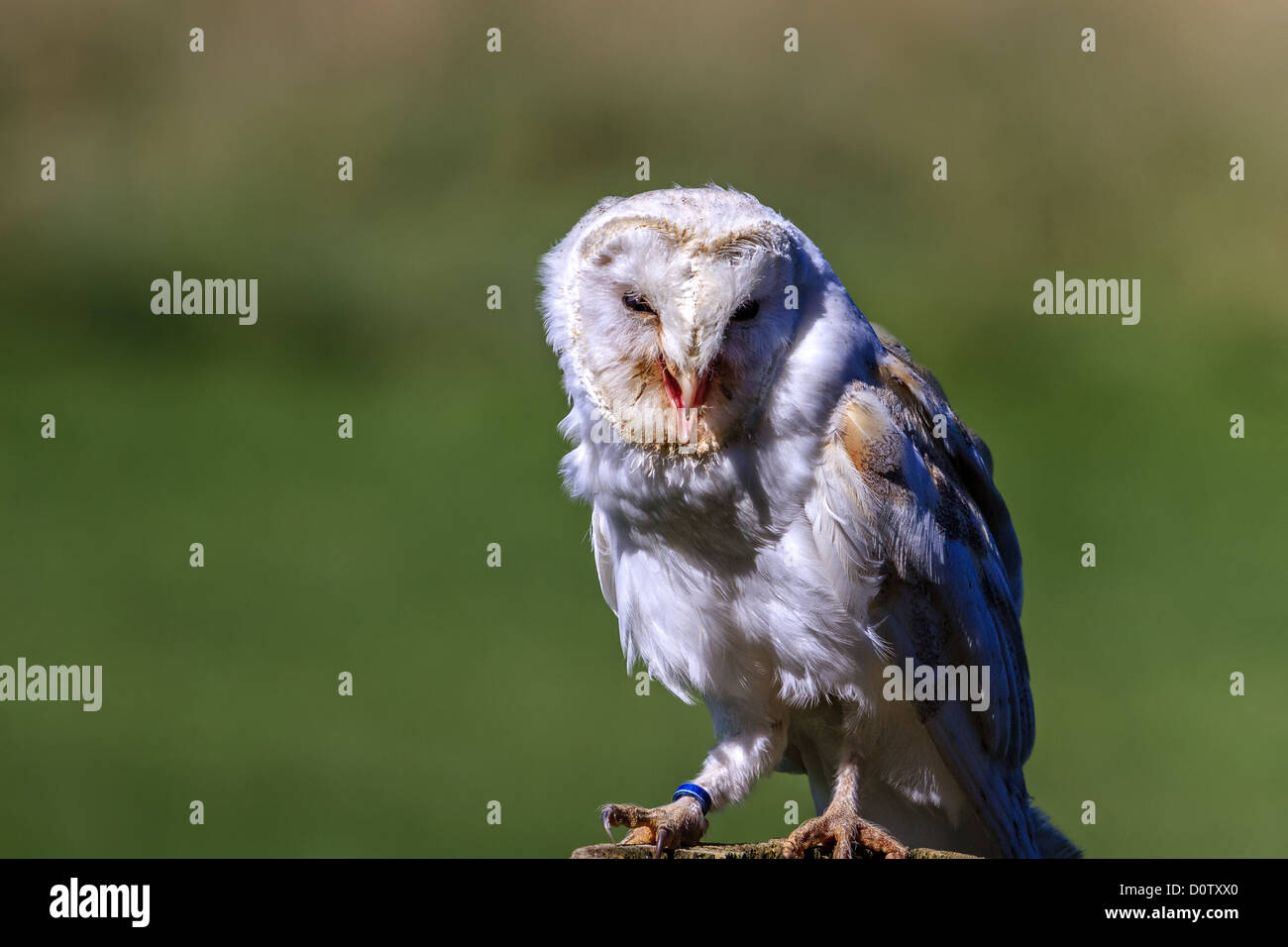Owl Getting Its Prey