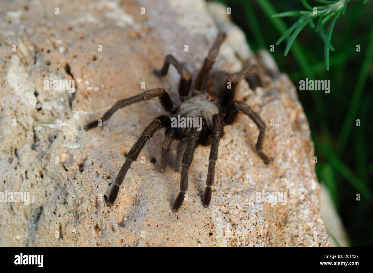 Tarantula crawling on a rock in Big Bend National Park Texas Stock ...