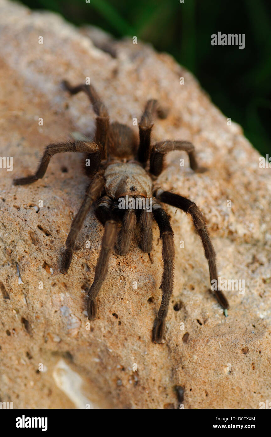 Tarantula crawling on a rock in Big Bend National Park Texas Stock ...