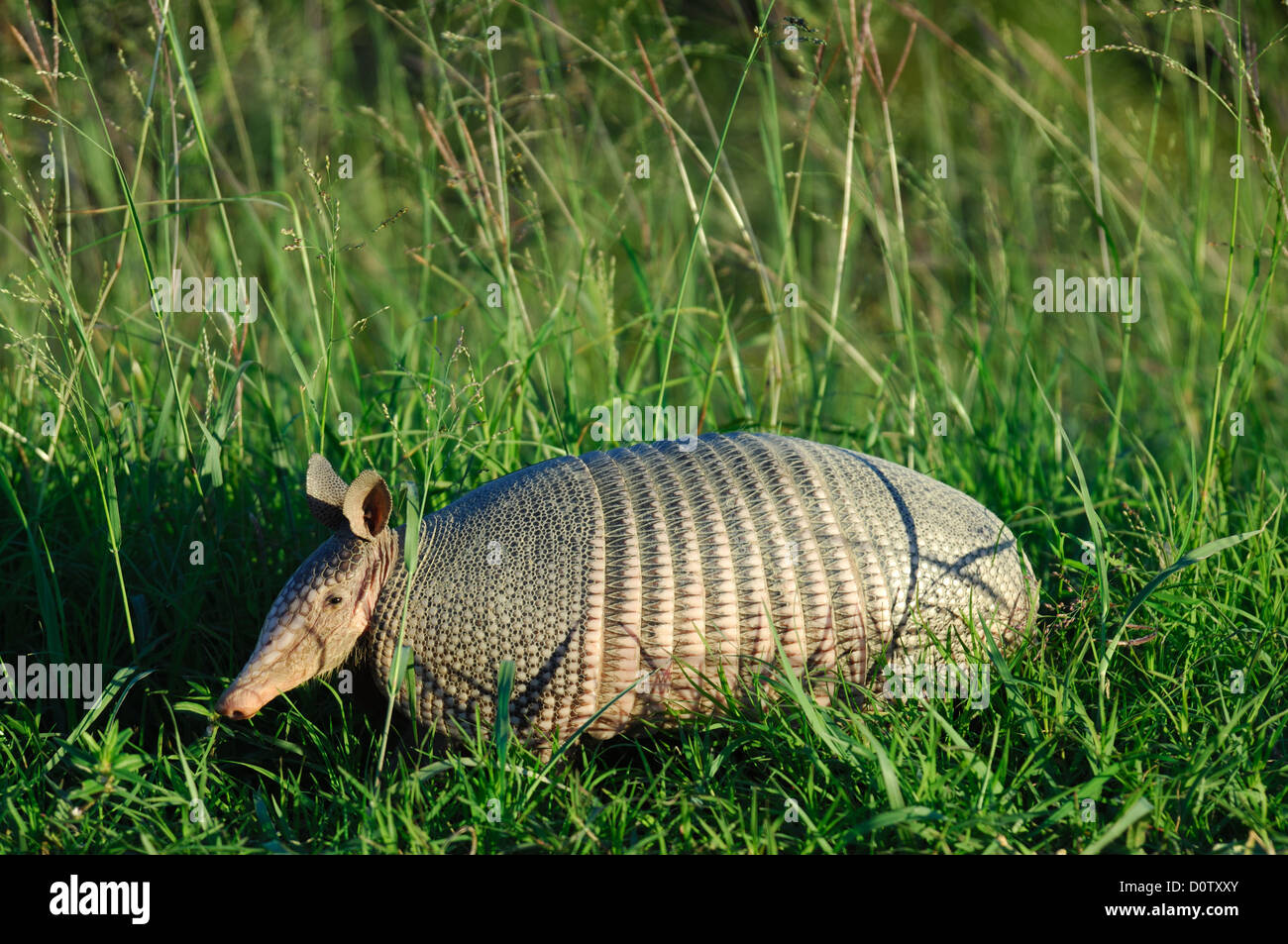 Nine banded armadillo texas hi-res stock photography and images - Alamy
