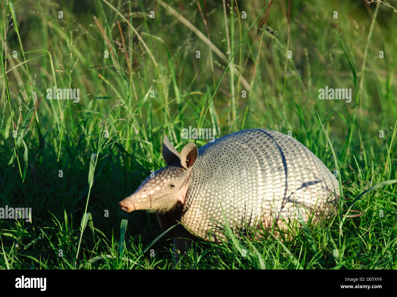 Nine banded armadillo texas hi-res stock photography and images - Alamy