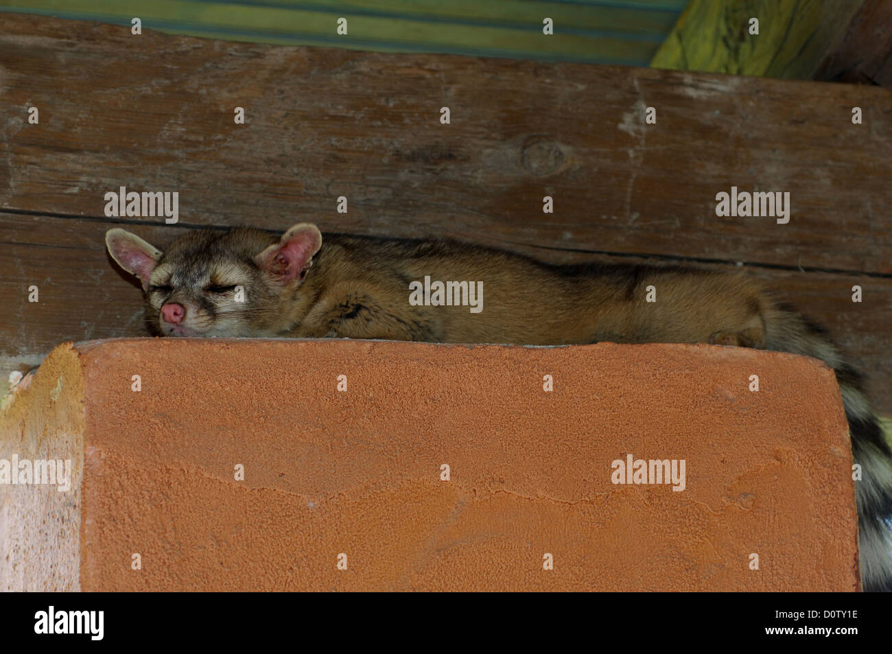 Ringtail cat (Bassariscus astutus) hiding in the eaves of a ranch house ...