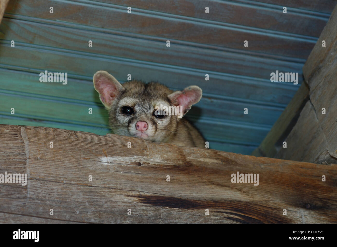 Ringtail cat hi-res stock photography and images - Alamy