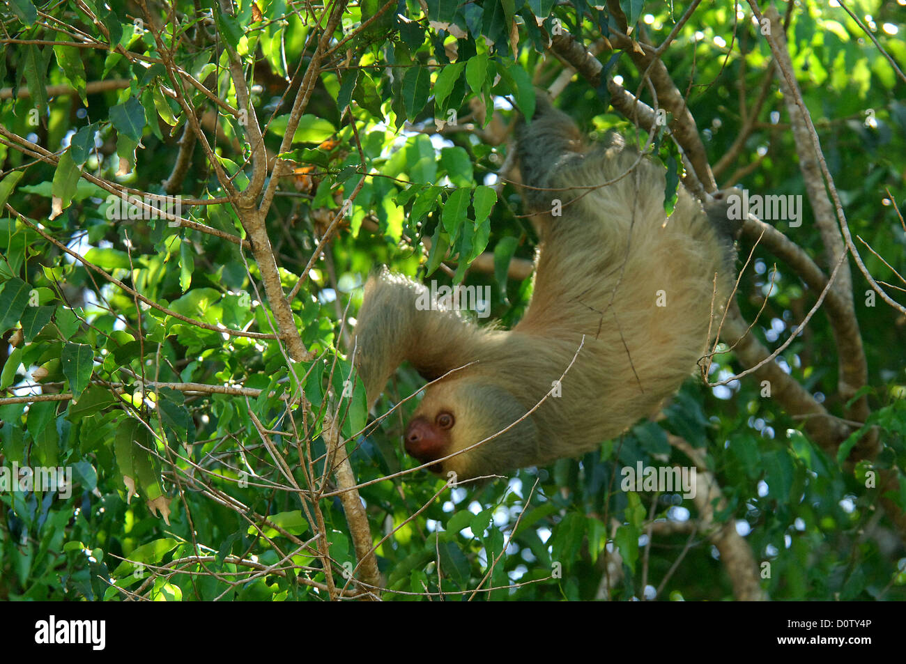 Sloth hanging upside down hi-res stock photography and images - Alamy