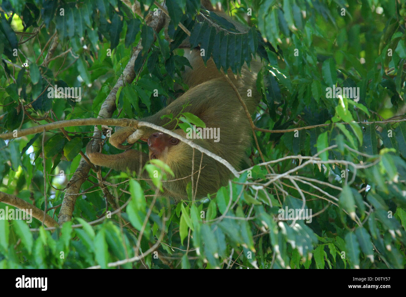 Sloth hanging upside down in a tree, Manuel Antonio National Park Costa ...