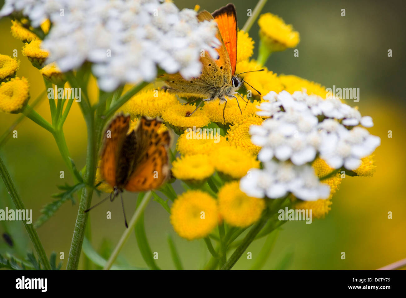 Butterflies of europe insects hi-res stock photography and images - Alamy