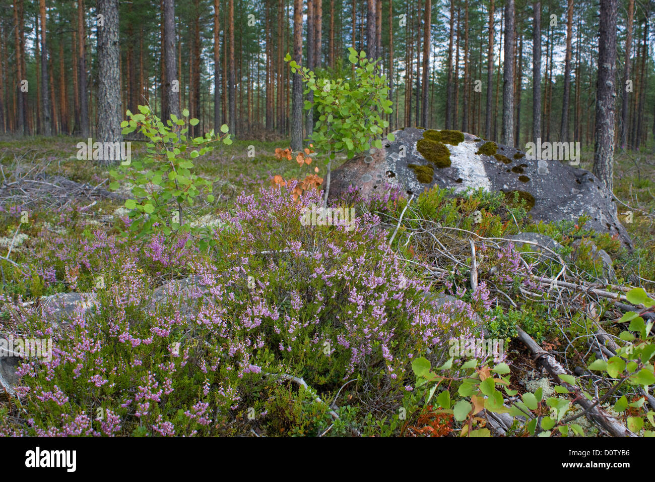 Scandinavia, Finland, north, Europe, Northern Europe, country, travel ...
