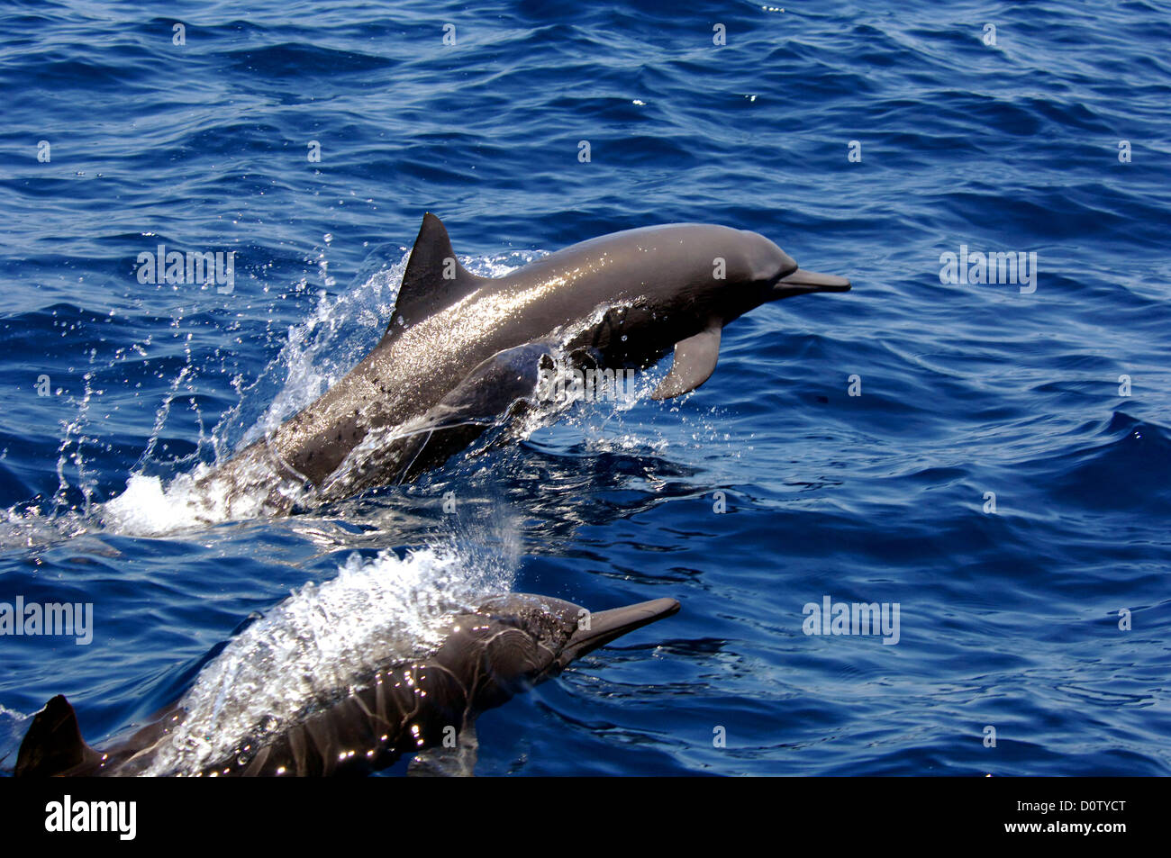 Spinner dolphins jumping hi-res stock photography and images - Alamy