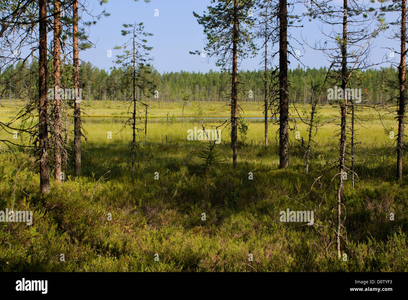 Scandinavia, Finland, north, Europe, Northern Europe, country, travel ...