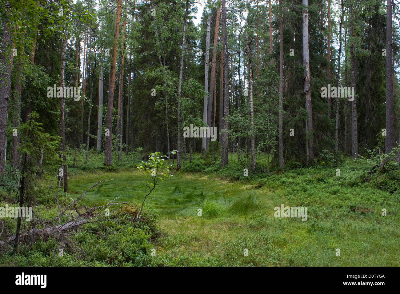 Scandinavia, Finland, north, Europe, Northern Europe, country, travel ...