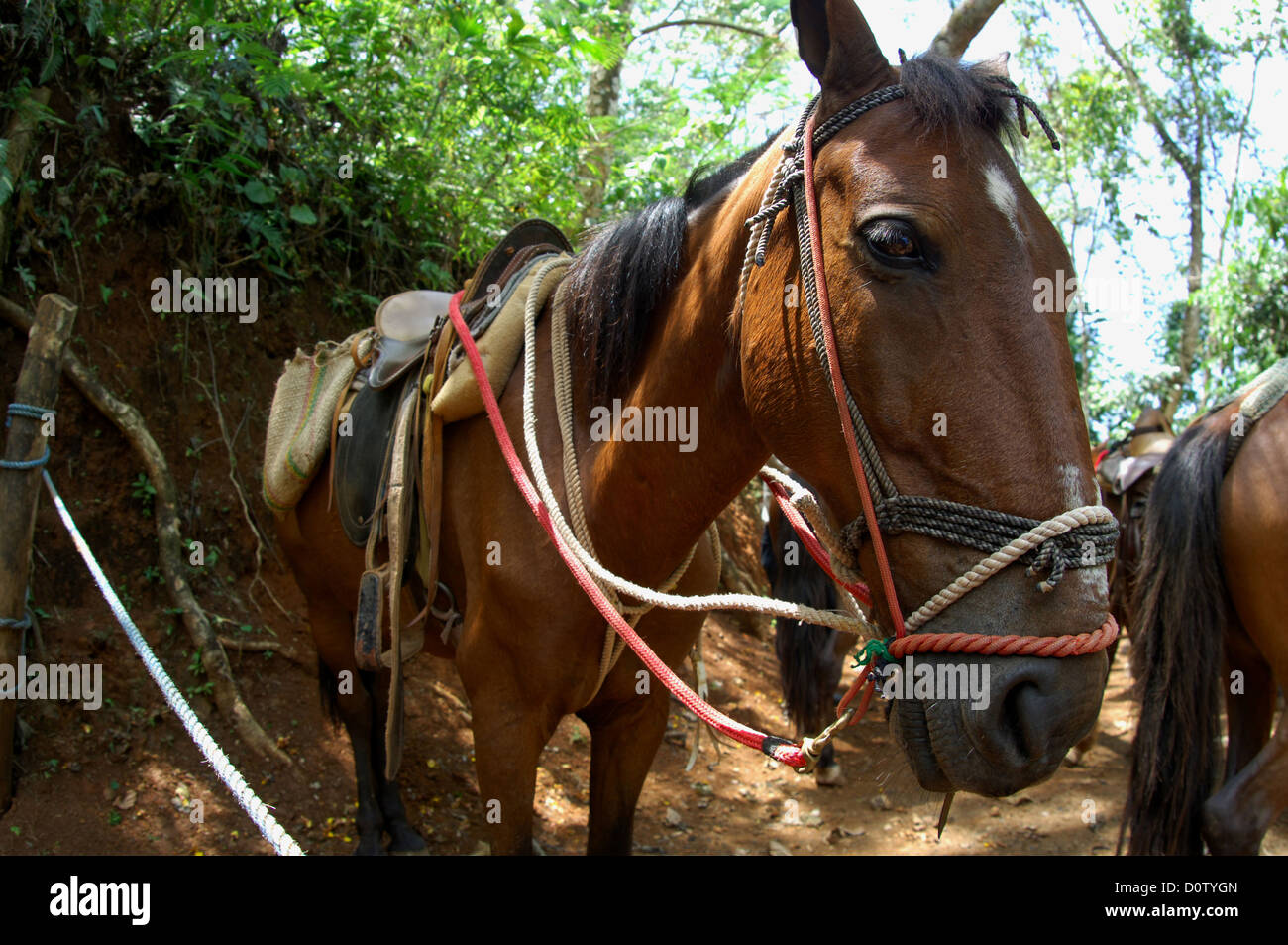 Horse saddled for a jungle tour in Costa Rica Stock Photo - Alamy