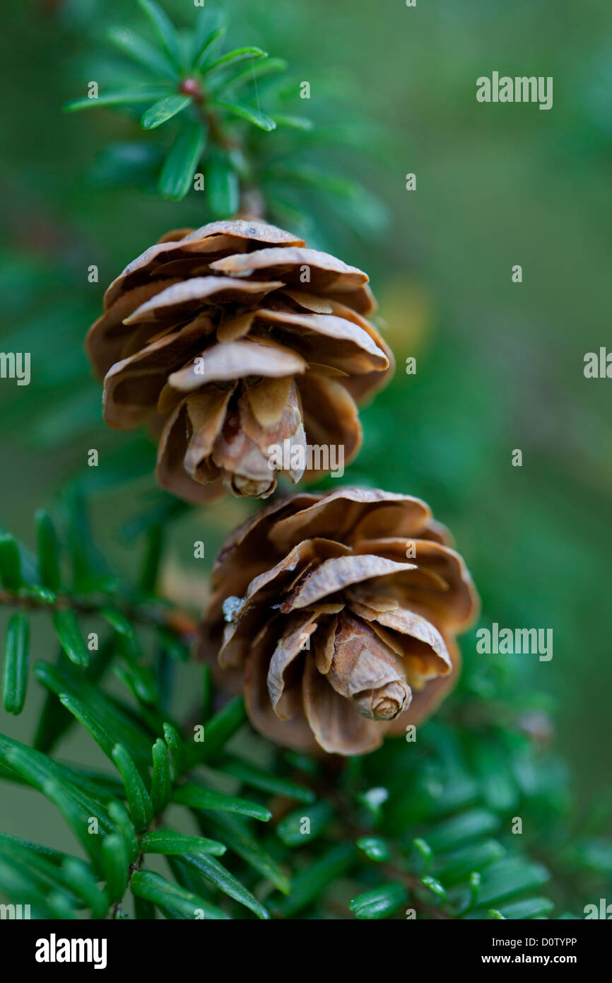 cones, fir cones, trees, seeds, garden, bushes Stock Photo - Alamy