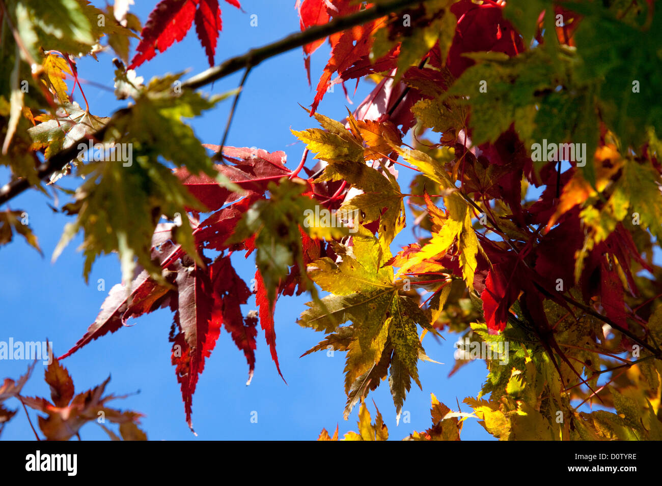 Fall, maple, color, fall, yellow, red, leaves, discoloration, fall ...