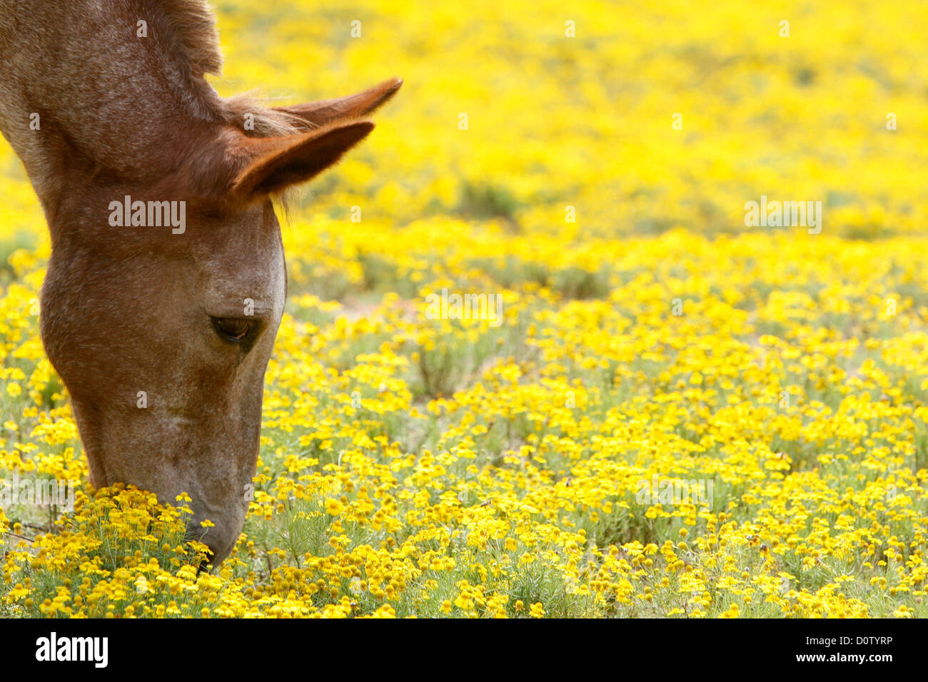 Donkey on the edge hi-res stock photography and images - Alamy