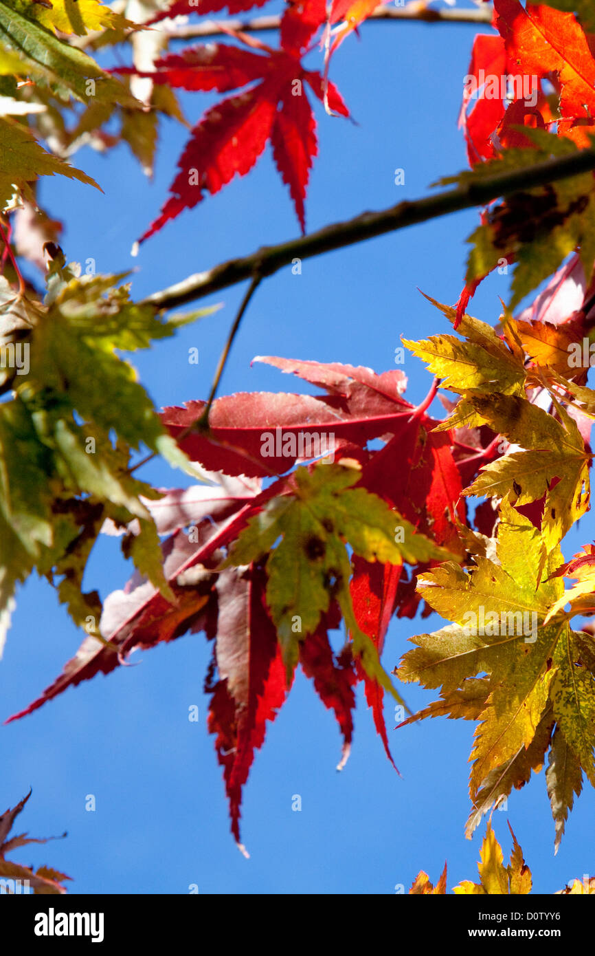 Discoloration hi-res stock photography and images - Alamy