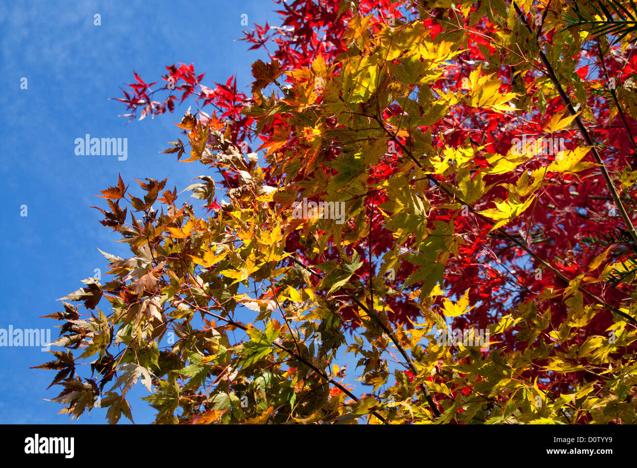 Fall, maple, color, fall colors, yellow, red, leaves, discoloration ...