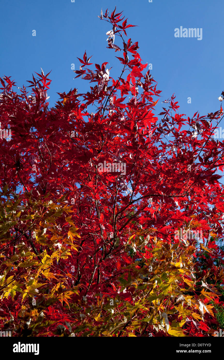 Fall, maple, colors, yellow, red, leaves, discoloration, fall colors ...