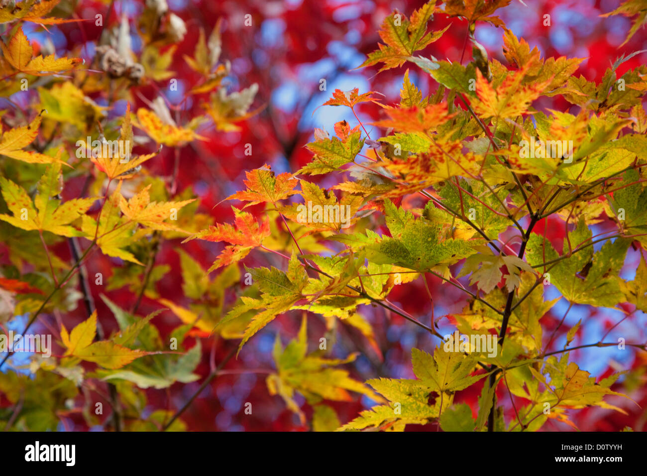 Fall, maple, colors, yellow, red, leaves, discoloration, fall colors ...