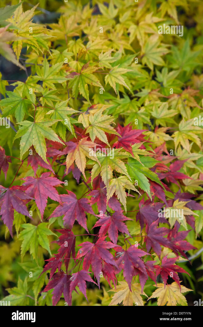 Fall, maple, colors, yellow, red, leaves, discoloration, fall colors ...