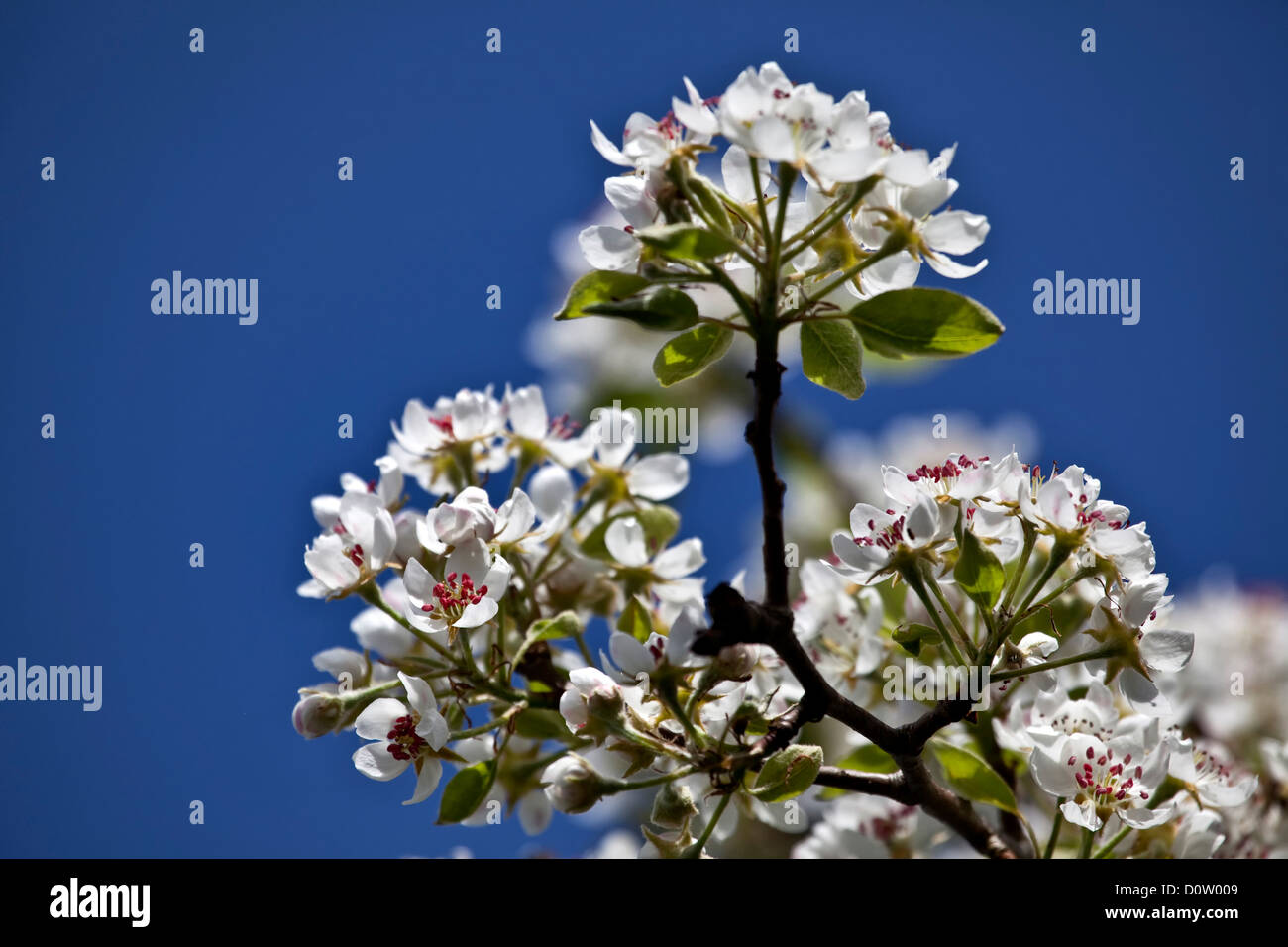 Pears, pear, pear tree, pear tree, pear flowers, fruit-tree, fruit ...