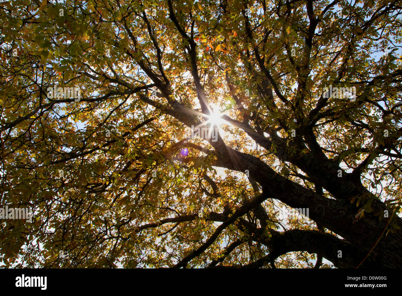 Tree, treetop, light, mood, sun, sunbeams, colored, fall colors Stock ...
