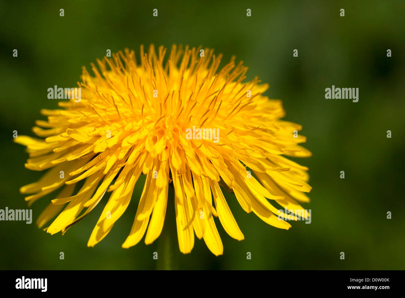 Dandelion, flower, flowers, flowers, farming, garden, yellow, plant ...