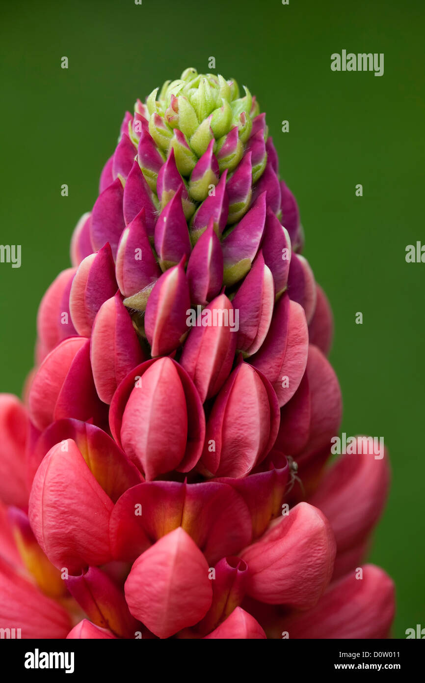 Lupin, plant, plants, flowers, flower, red, garden, spring, macro Stock ...