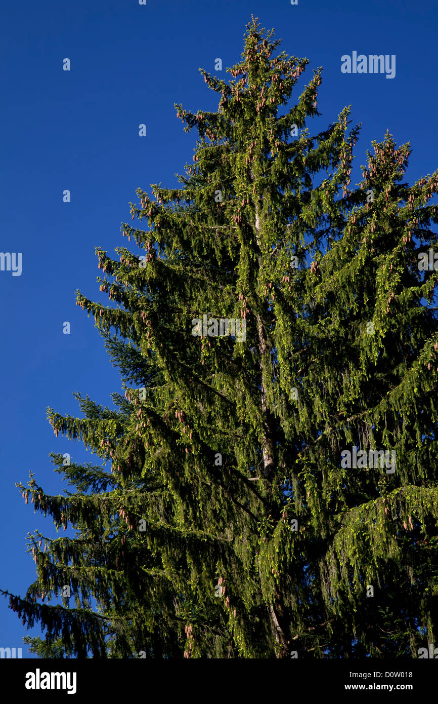 Fir, Norway spruce, wood, forest, height, growing, tree, trees Stock ...