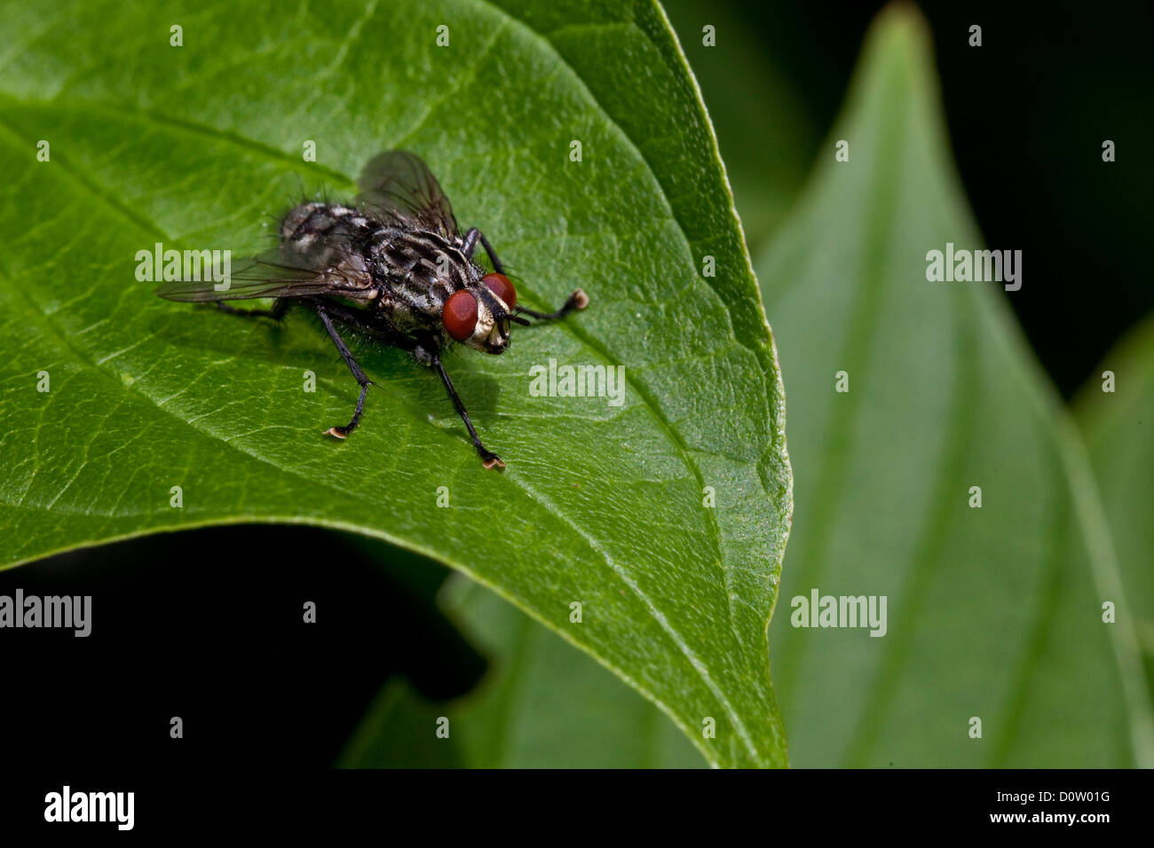 Fly, insect, flying, insects, garden, fruit-tree, animal, animal Stock ...