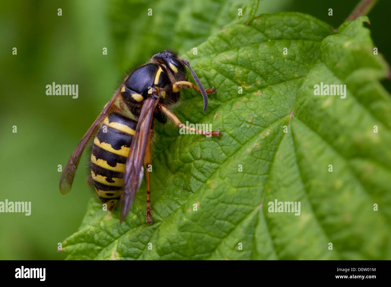 Insect insects hi-res stock photography and images - Alamy