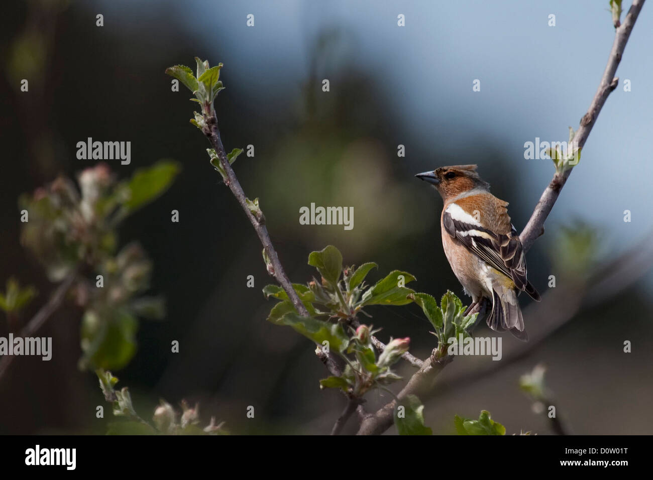 Chaffinch, bird, male, birds, garden, animal, animals spring Stock ...