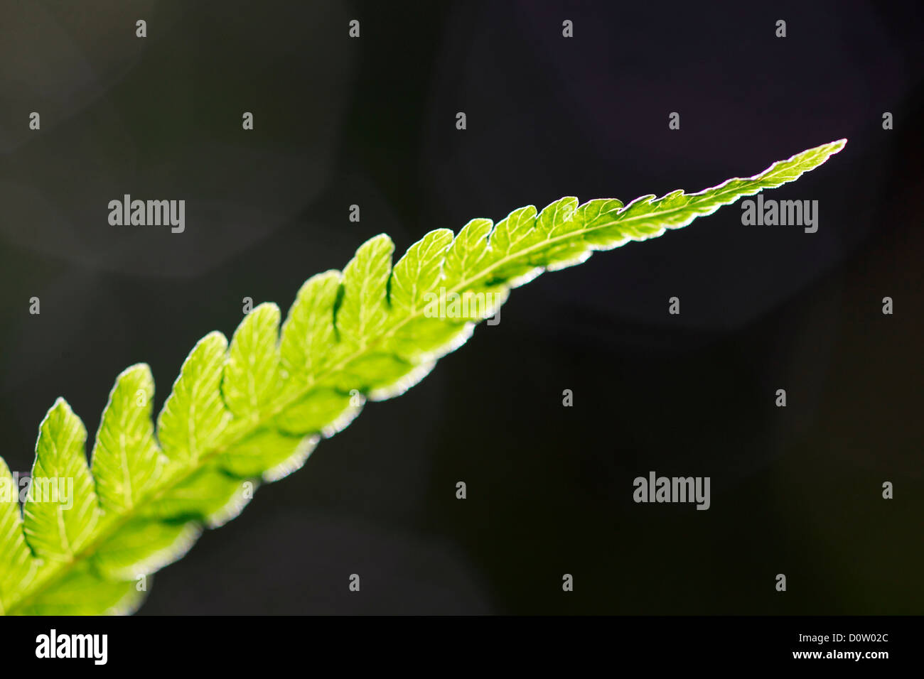 Leaf, leaves, detail, fern, nature, back light, macro, pattern ...