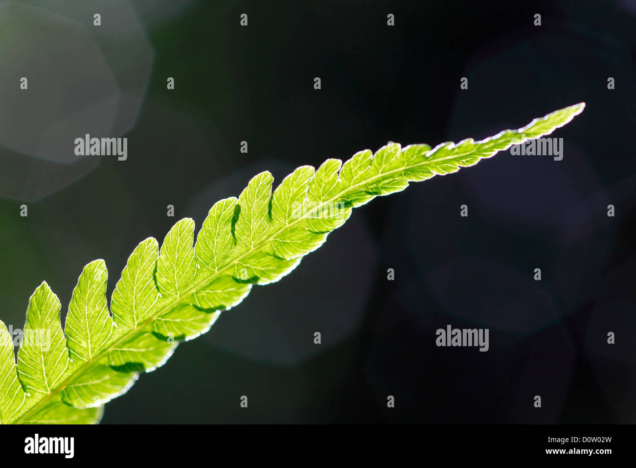 Leaf, leaves, detail, fern, nature, back light, macro, pattern ...