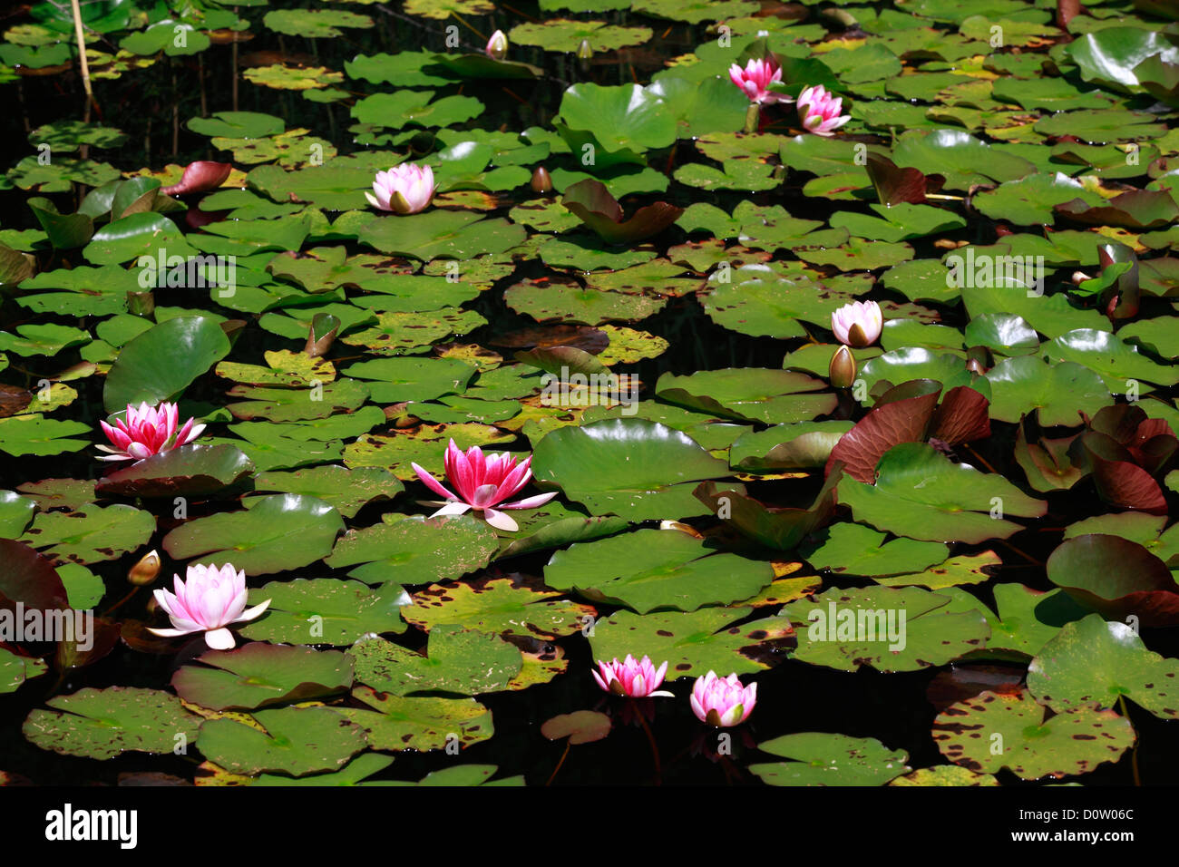 Petals background background picture pattern structure Nymphaea ...