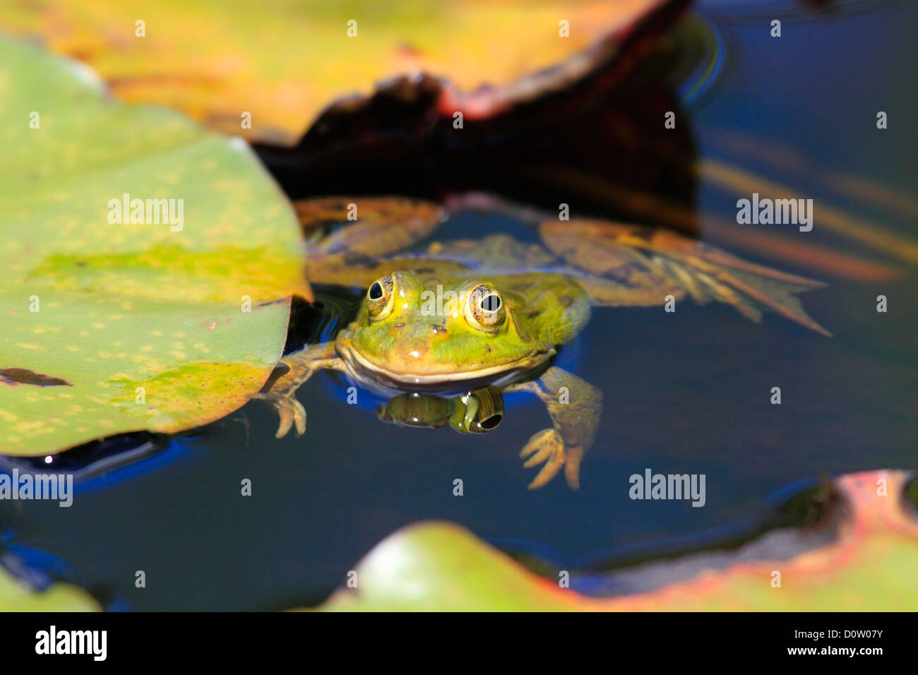 1, frog, spring, males, portrait, Rana esculenta, Switzerland, Seleger ...