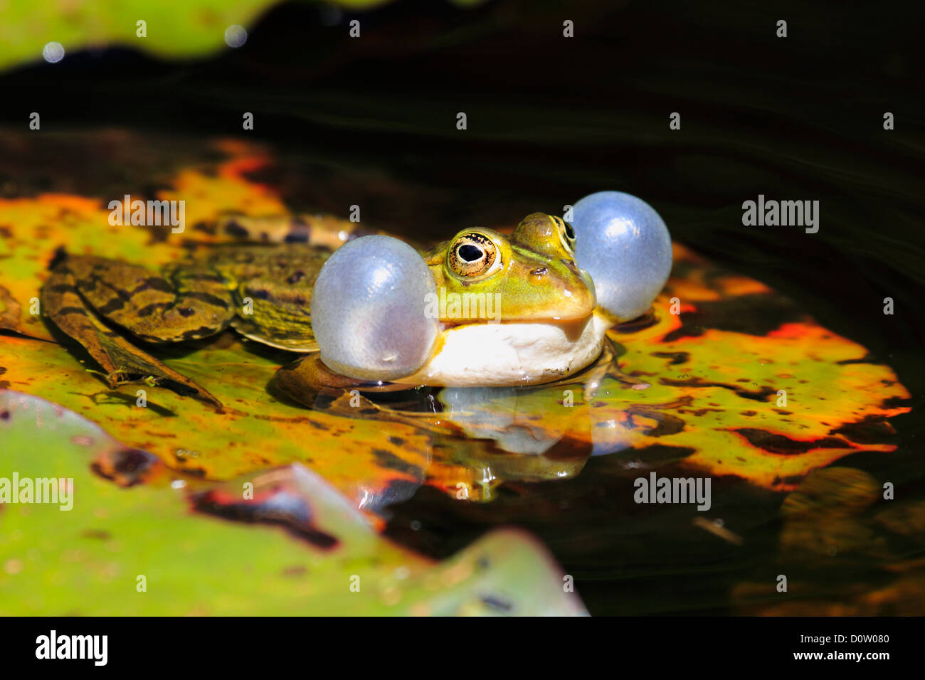 1, Leaf, frog, spring, males, mating call, mating season, portrait ...