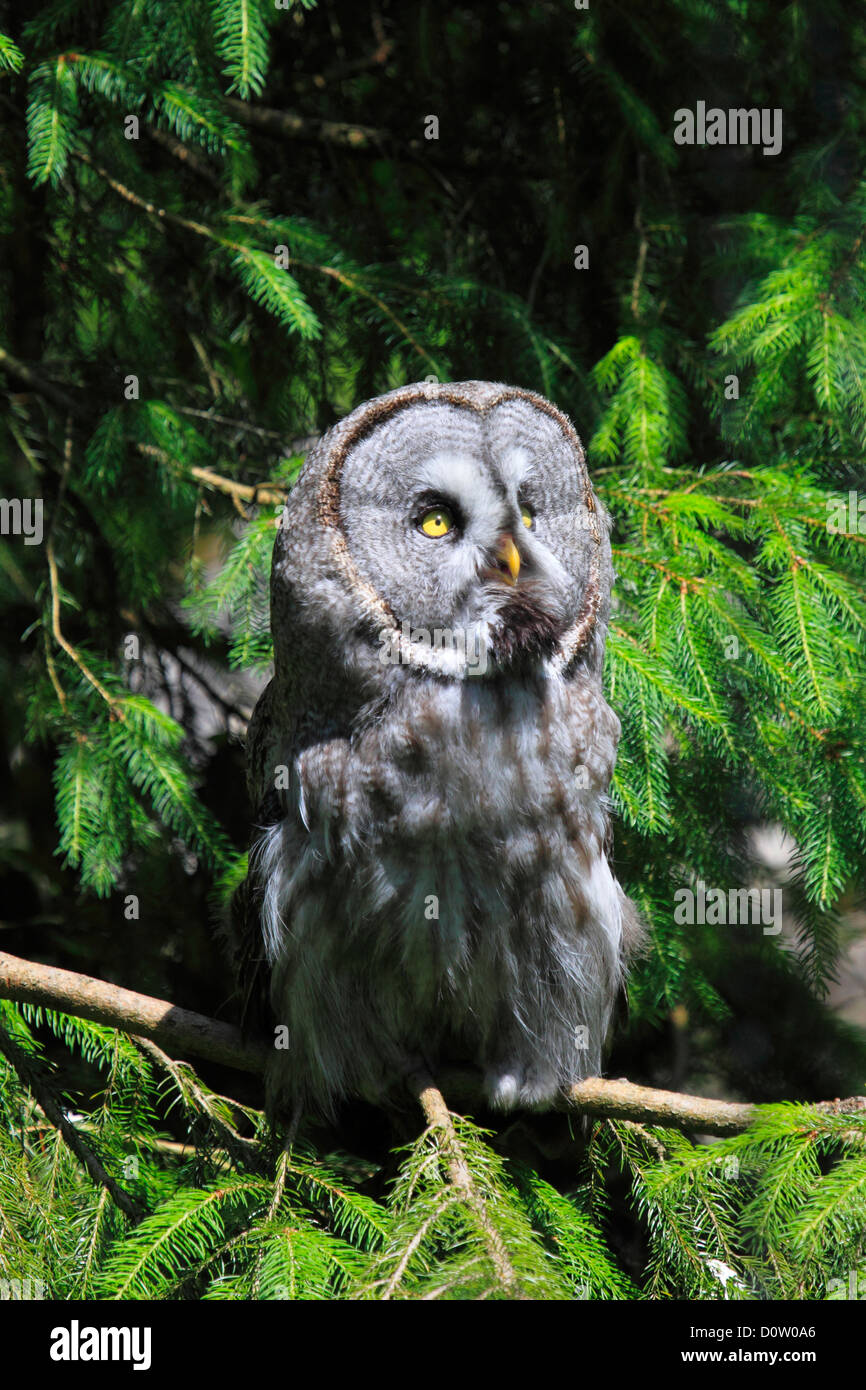 1 eye beard whiskers beard owl Captive owl plumage owl portrait ...