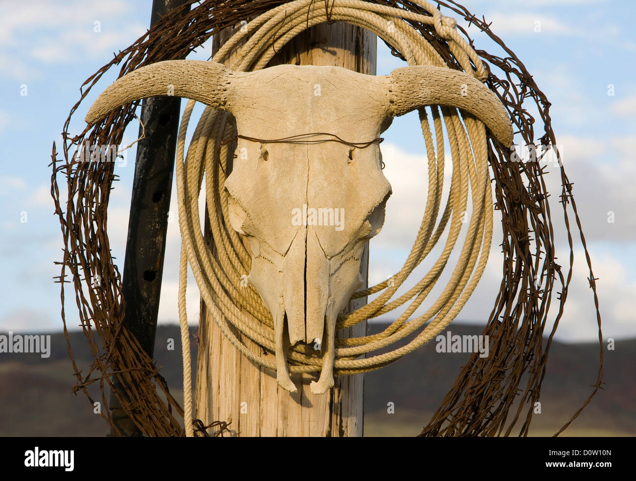 Steer skull ranch hi-res stock photography and images - Alamy