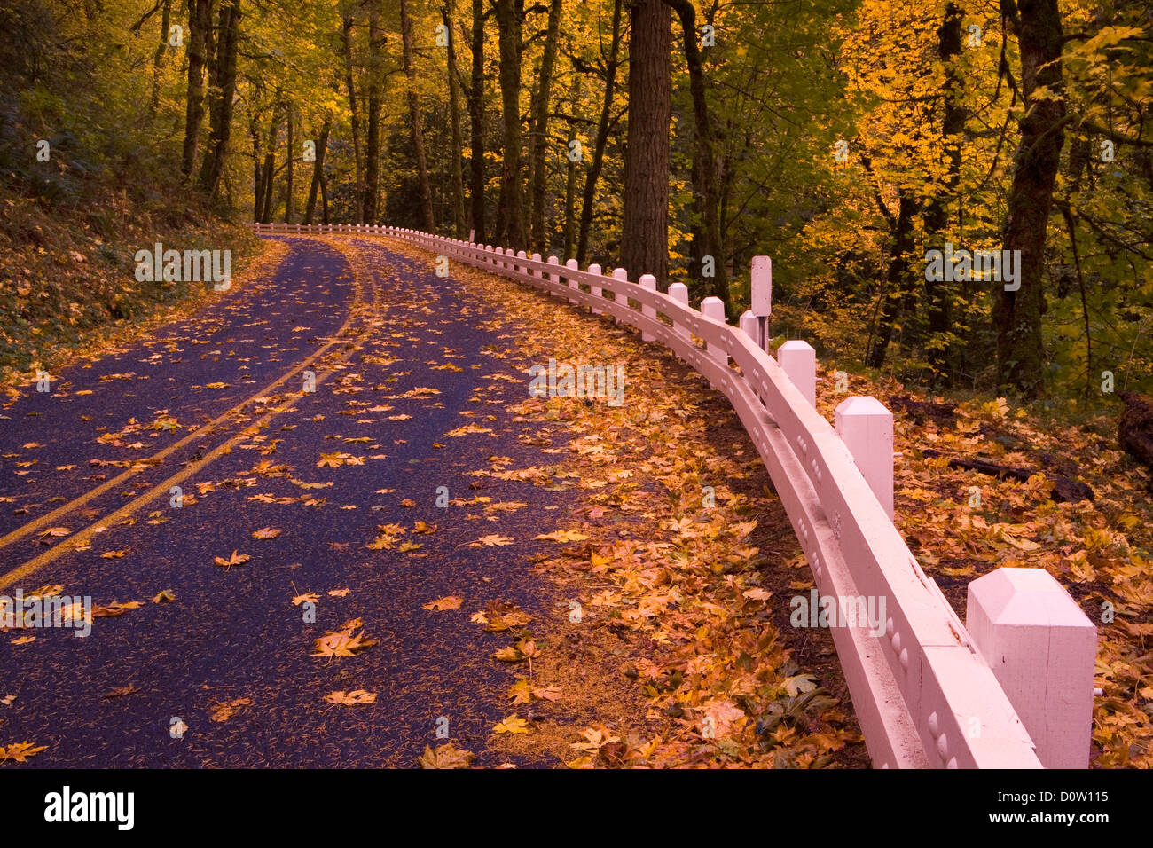 road, fall, winding road, curve, s curve, slippery, wet, slick, leaves ...
