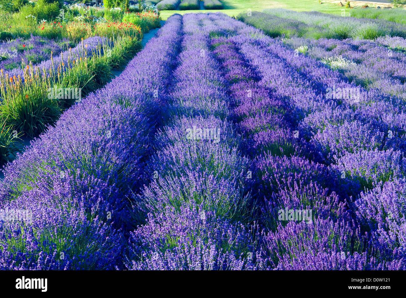 Lavender Farms, Hood River, Oregon, USA, United States, America ...
