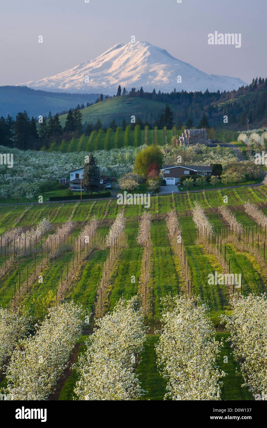 Oregon, USA, United States, America, Hood River, Mt. Adams, Mount Adams ...