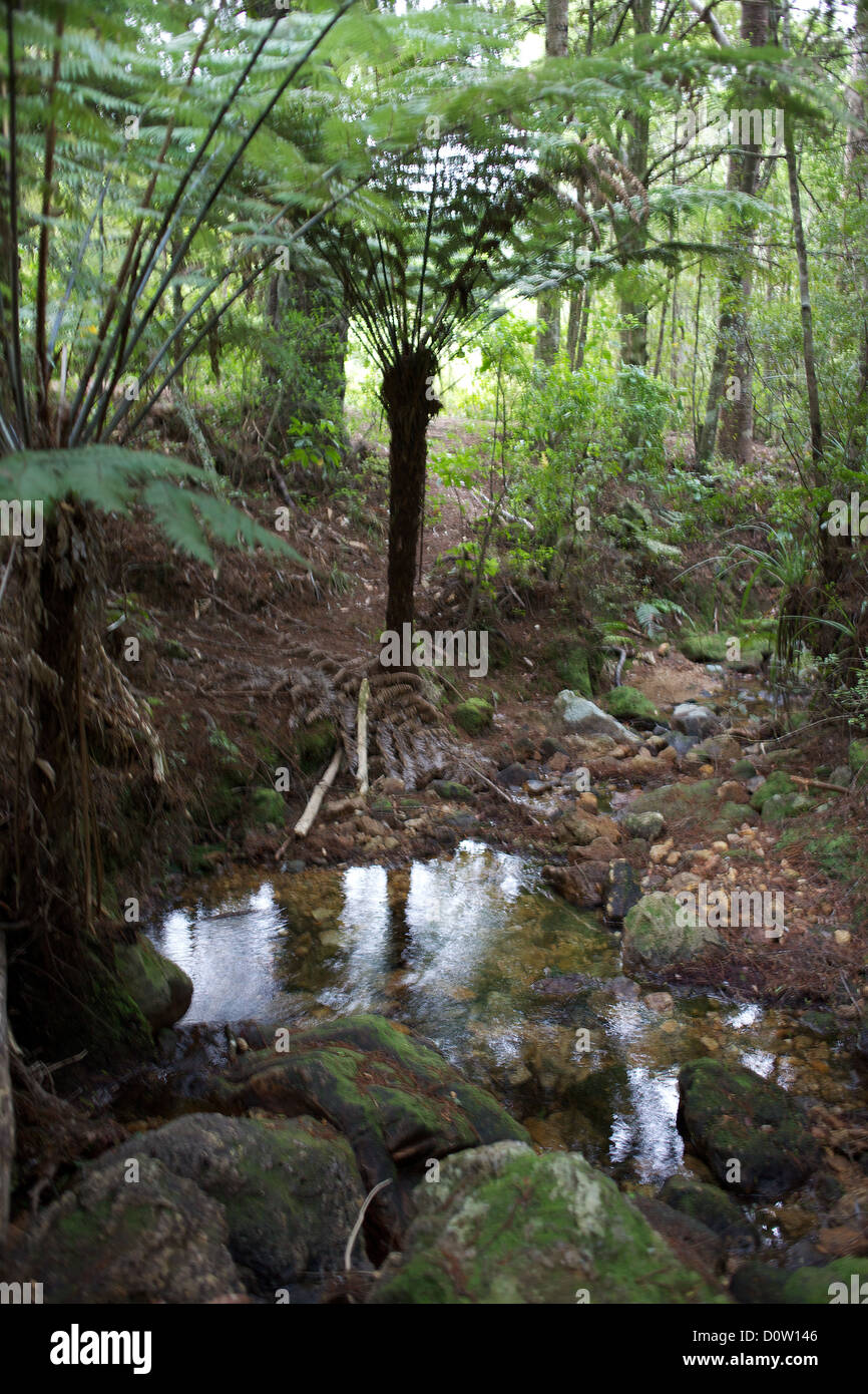 Walkers in Coromandel Forest with Johansen and Wincorp Adventures ...