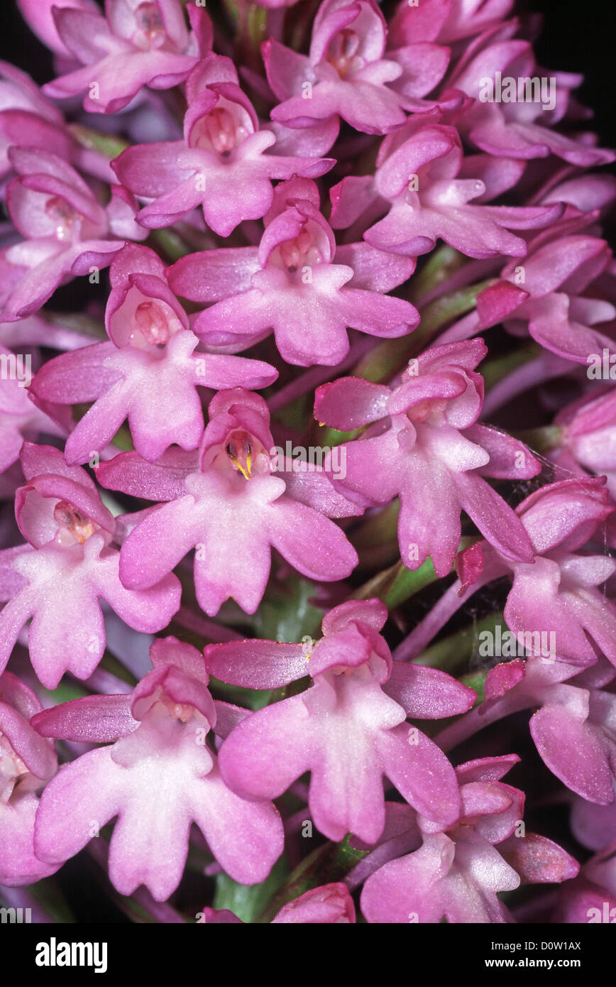 Italy, Europe, flower, blossom, flourish, anacamptis pyramidalis ...