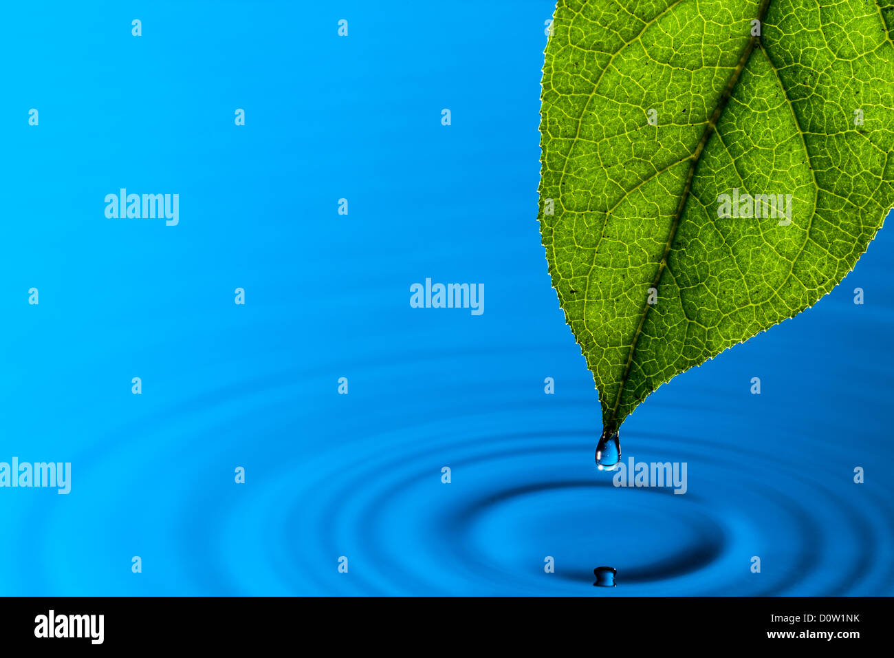 Green Leaf and Water Drop Stock Photo - Alamy