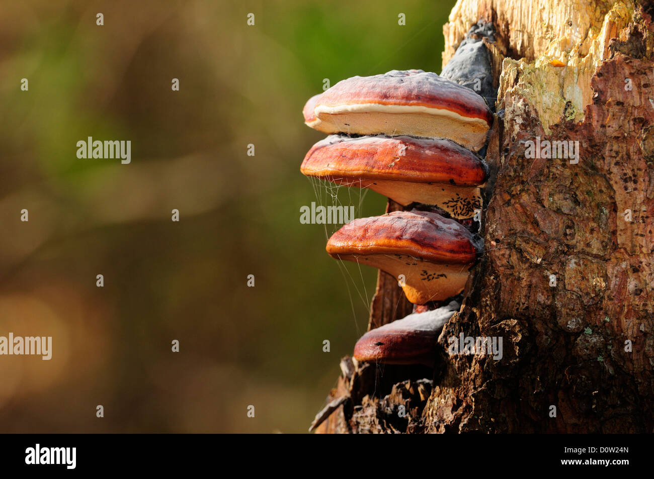 Red Banded Polypore, Fomitopsis pinicola, Fomitiopsidaceae, mushroom ...