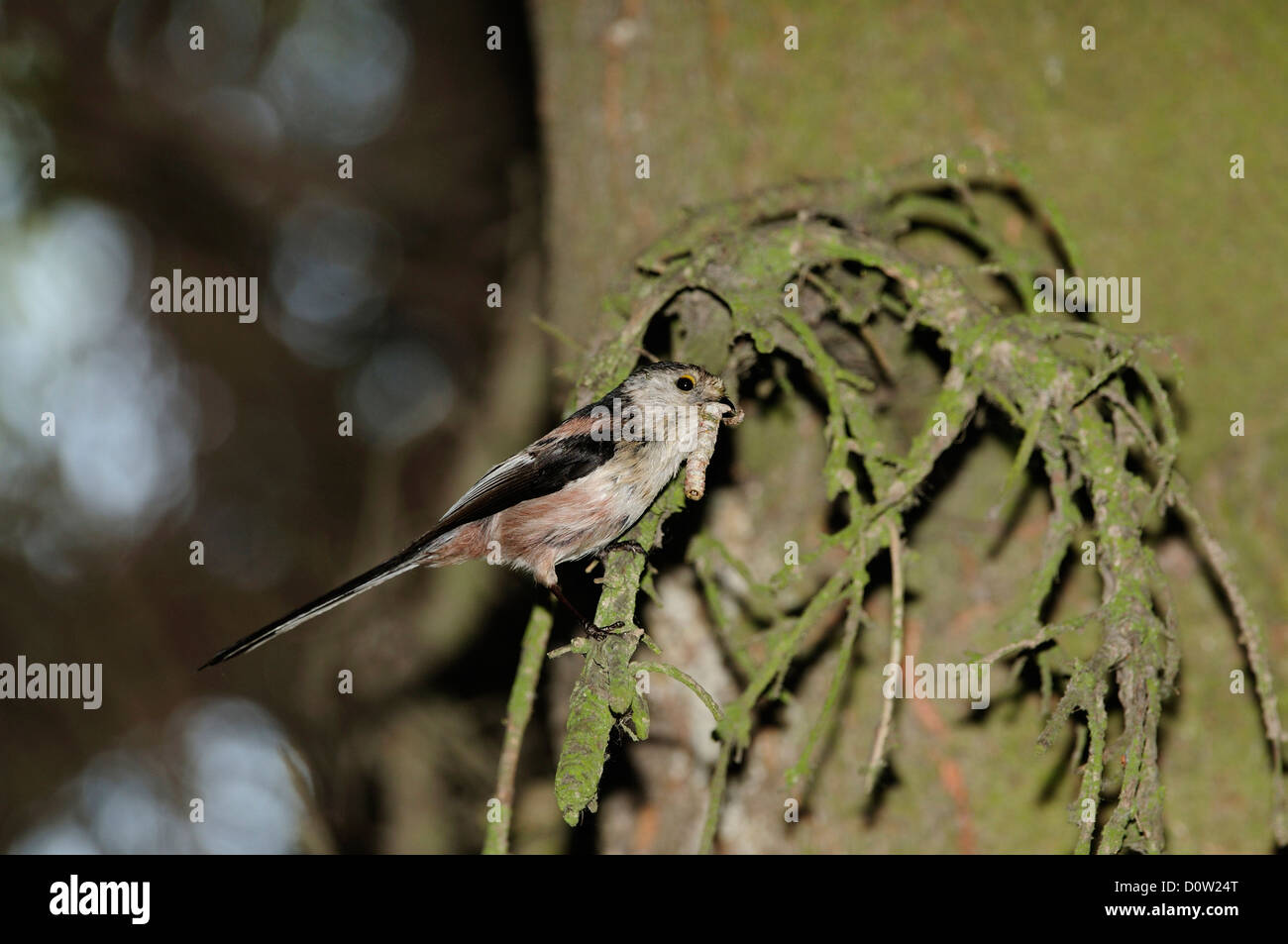 Aegithalidae High Resolution Stock Photography and Images - Alamy