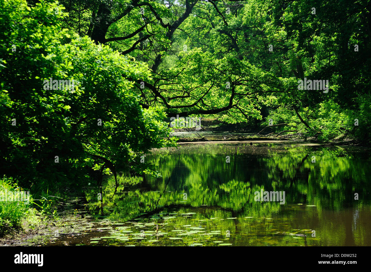 Riverine Forest High Resolution Stock Photography and Images - Alamy
